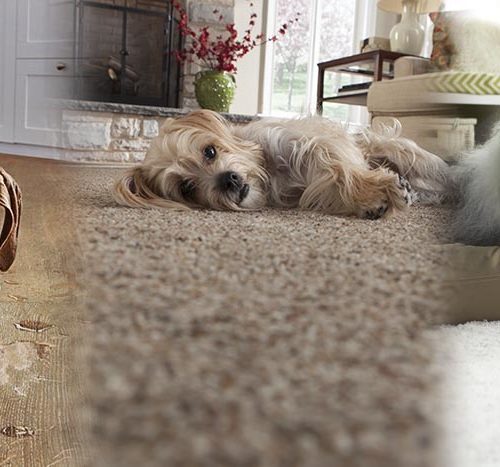 CarpetsPlus COLORTILE | America's Floor Store